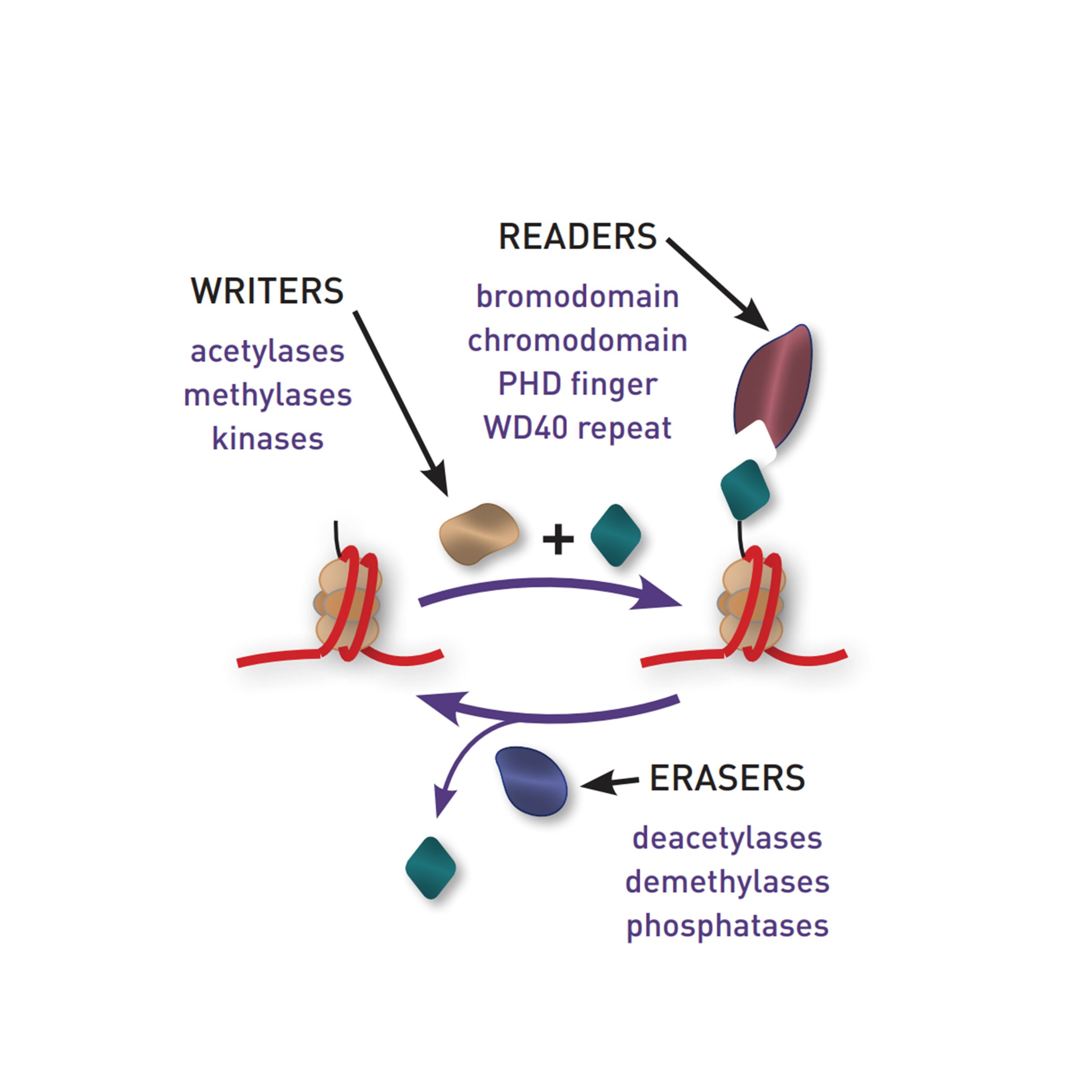 Epigenetic tools for disease research - City-Lab : City-Lab